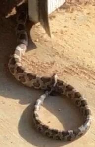 Why Do Snakes Keep Coming In My Garage? – Home Efficiency Guide